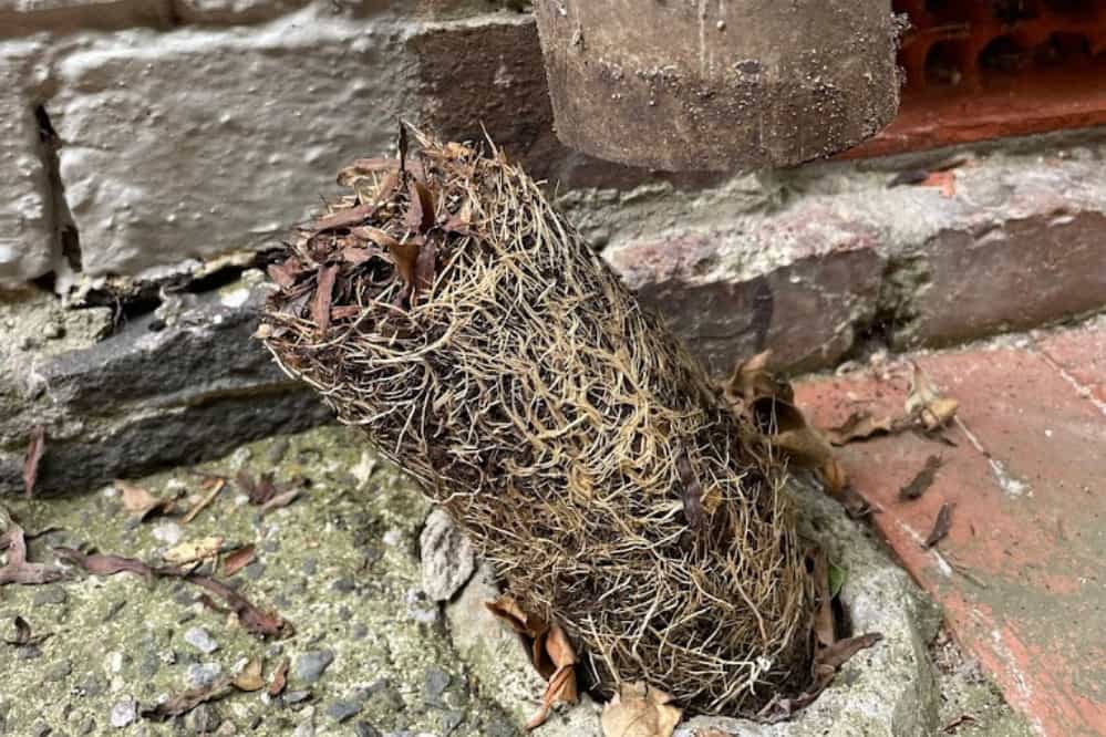 Preventing Blocked Drains Caused by Tree Roots in Pipes » Drainpro